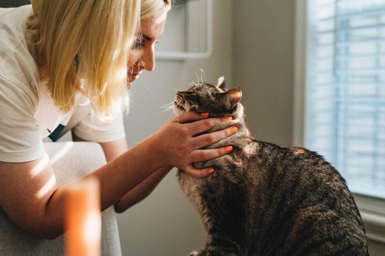 ¿Qué estudiar para trabajar en una clínica veterinaria?